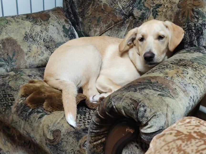 Собака в добрые руки