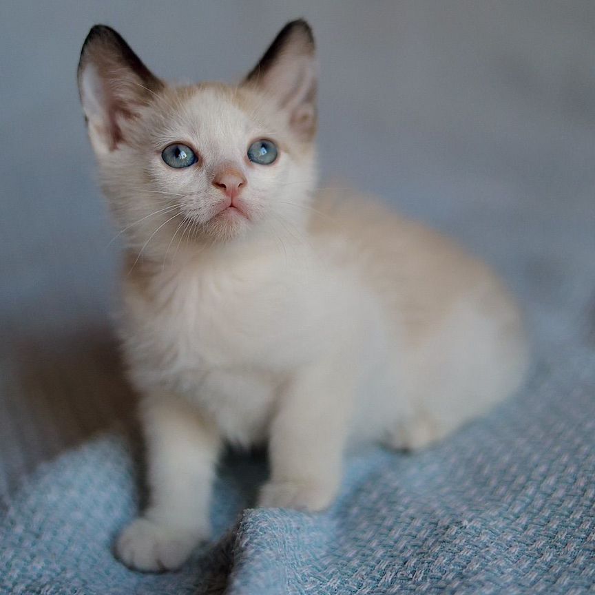 Сноу-Шу котёнок