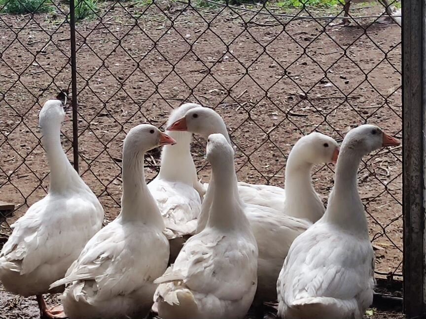 Гусята линда