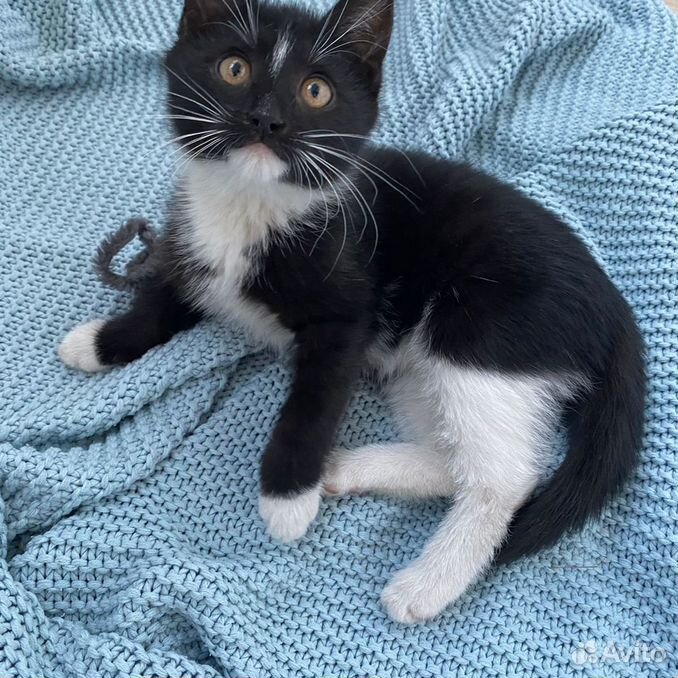 Кошка - Луня