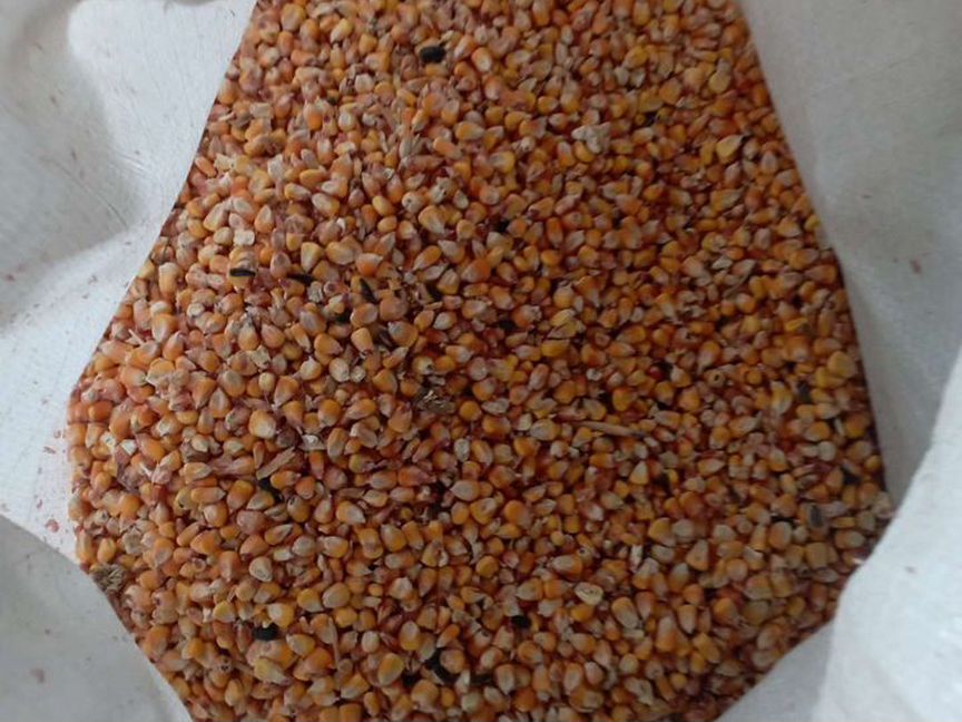 Пшеница, зерносмеси для всех видов с/х животных