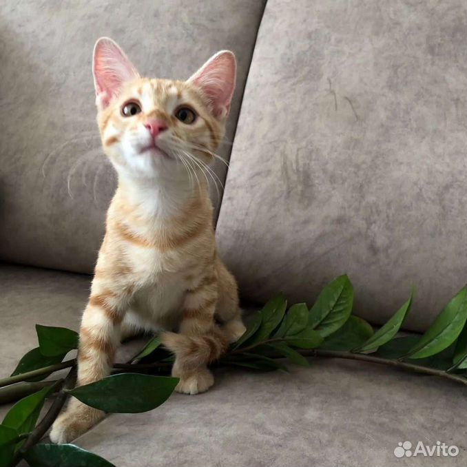 Я хочу найти семью