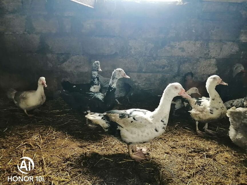 Индоутки (мускусная утка)