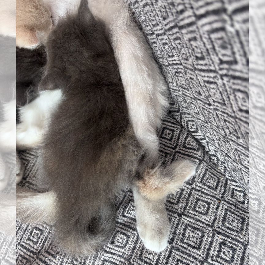 Шотландский прямоухий длинношёрстный котёнок