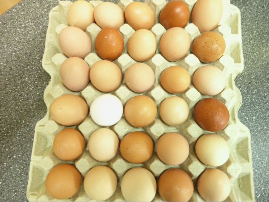 Инкубационные яйца, доставка