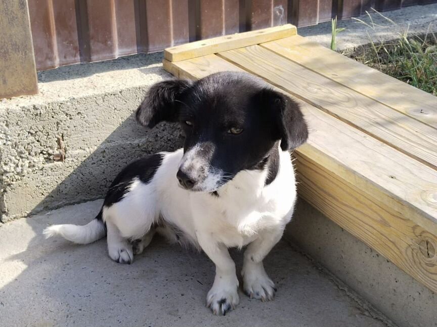 Милая Ася ищет дом