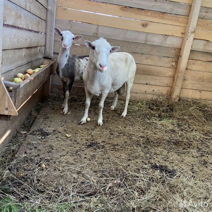 Катумские овцы