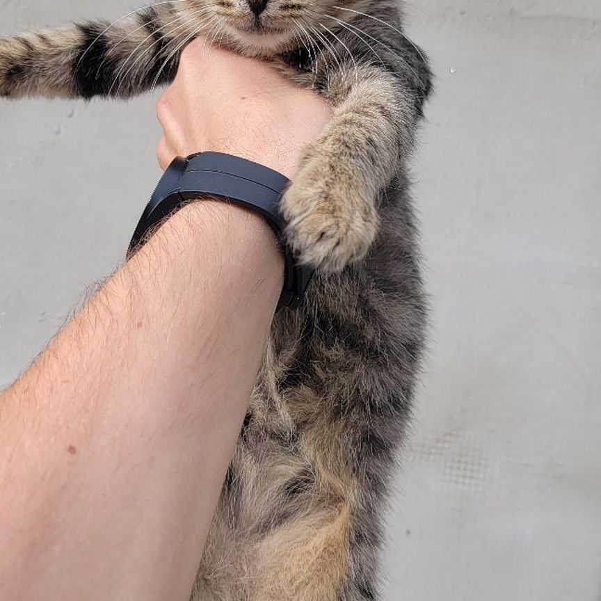 Отдам кота Тома в добрые руки