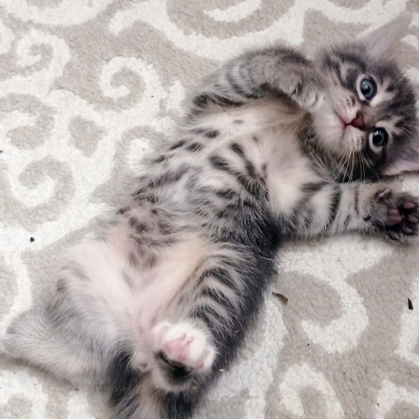 Котёнок в добрые руки