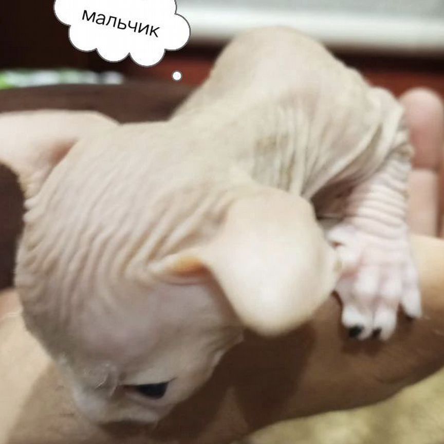 Канадский сфинкс котёнок