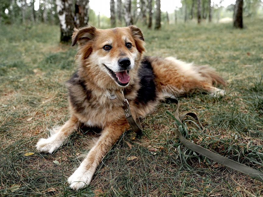 Милая Герда ищет дом