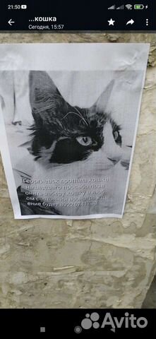 Кошечка потерялась