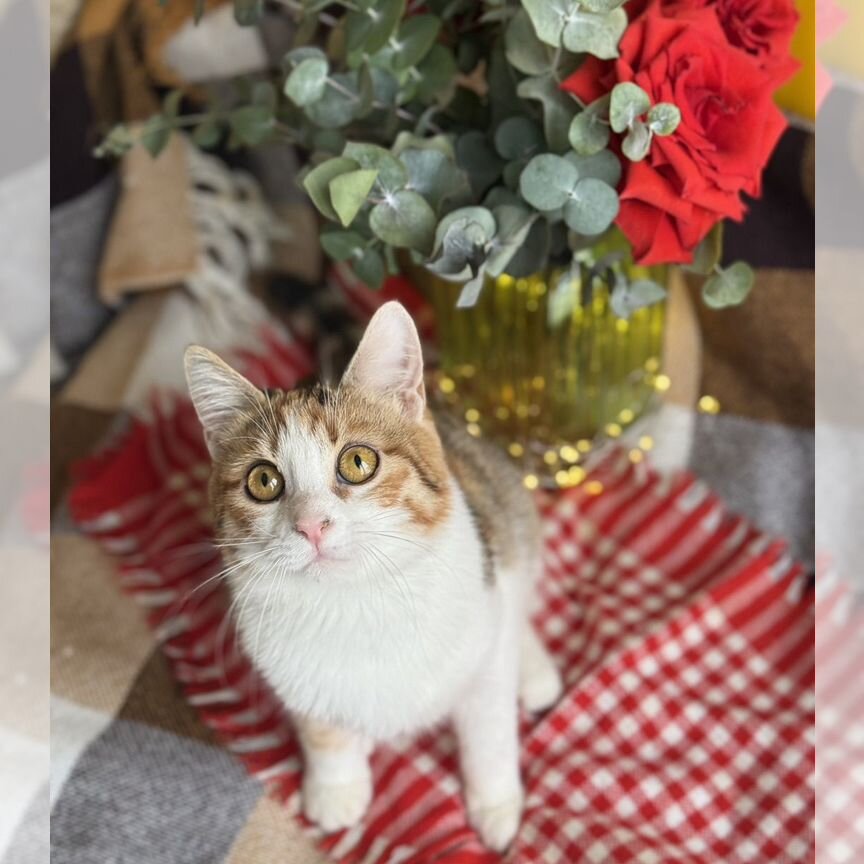 Котёнок в добрые руки