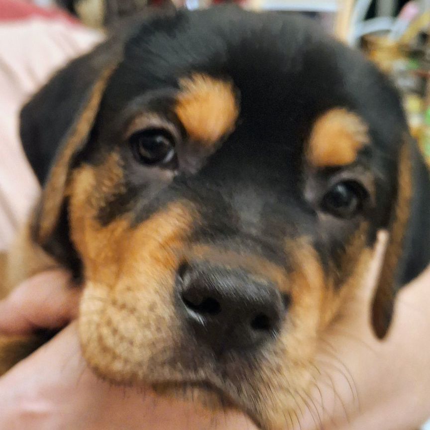 Ротвейлер, щенок