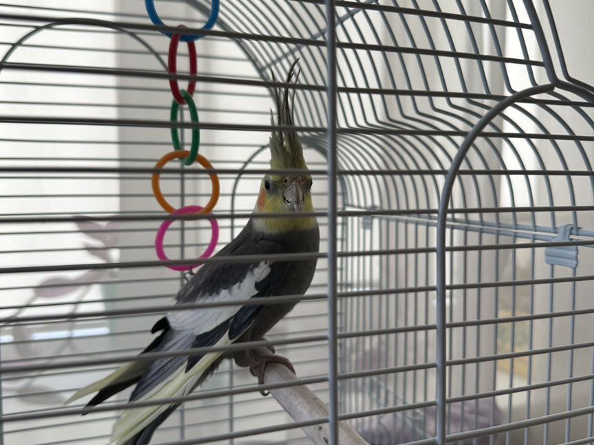 Попугай корелла мальчик