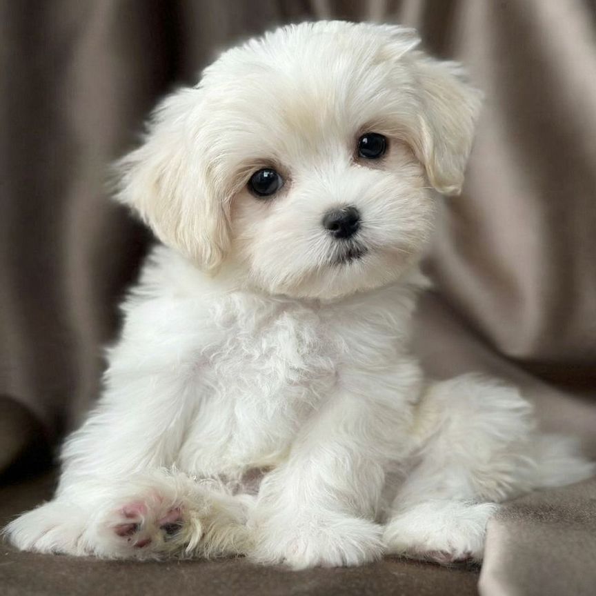 Мальтипу, щенок