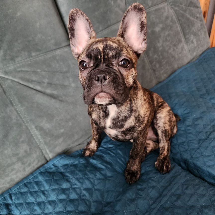 Французский бульдог, щенок