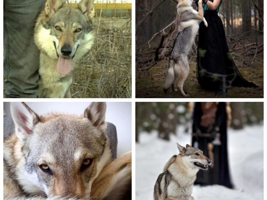 Чехословацкий влчак