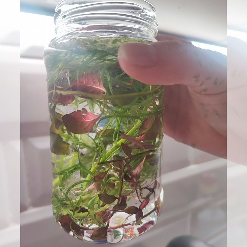 Аквариумное растение