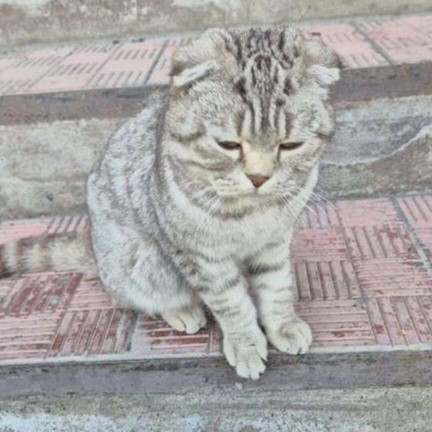 Взрослая, кошка в добрые руки
