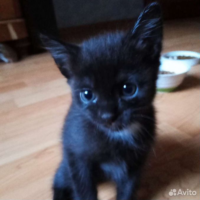 Котенок черненький
