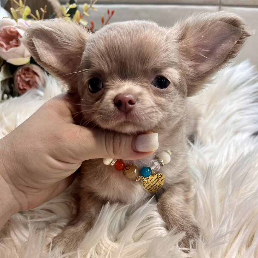 Чихуахуа Девочка Лиловая Д/Ш