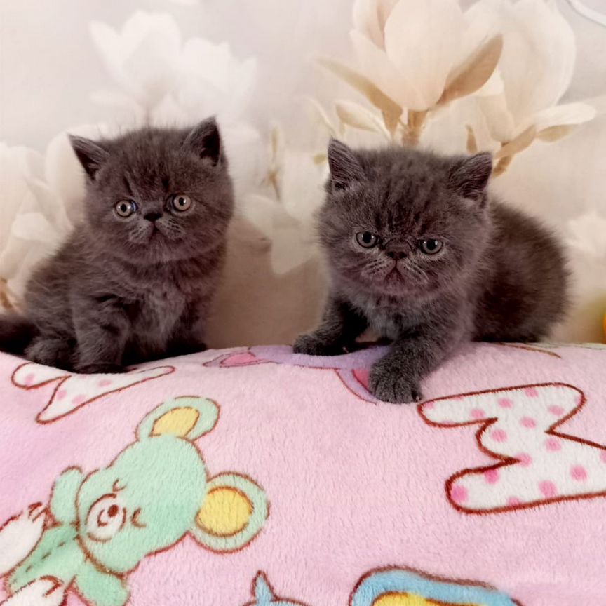 Экзотические котята
