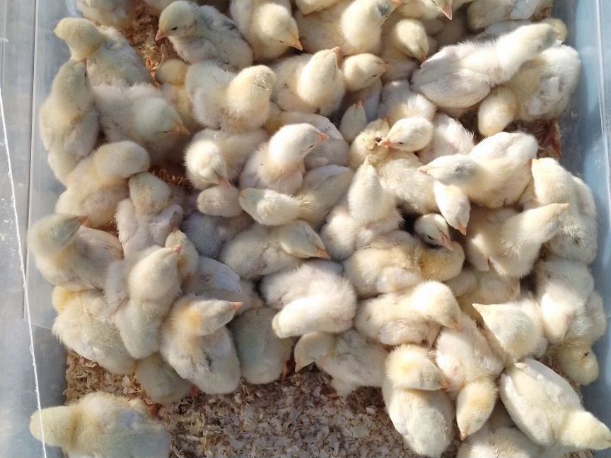 Продам цыплят бройлера разных возрастов
