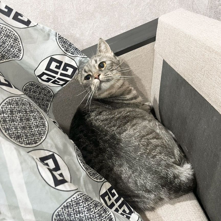 Шотландская прямоухая кошка