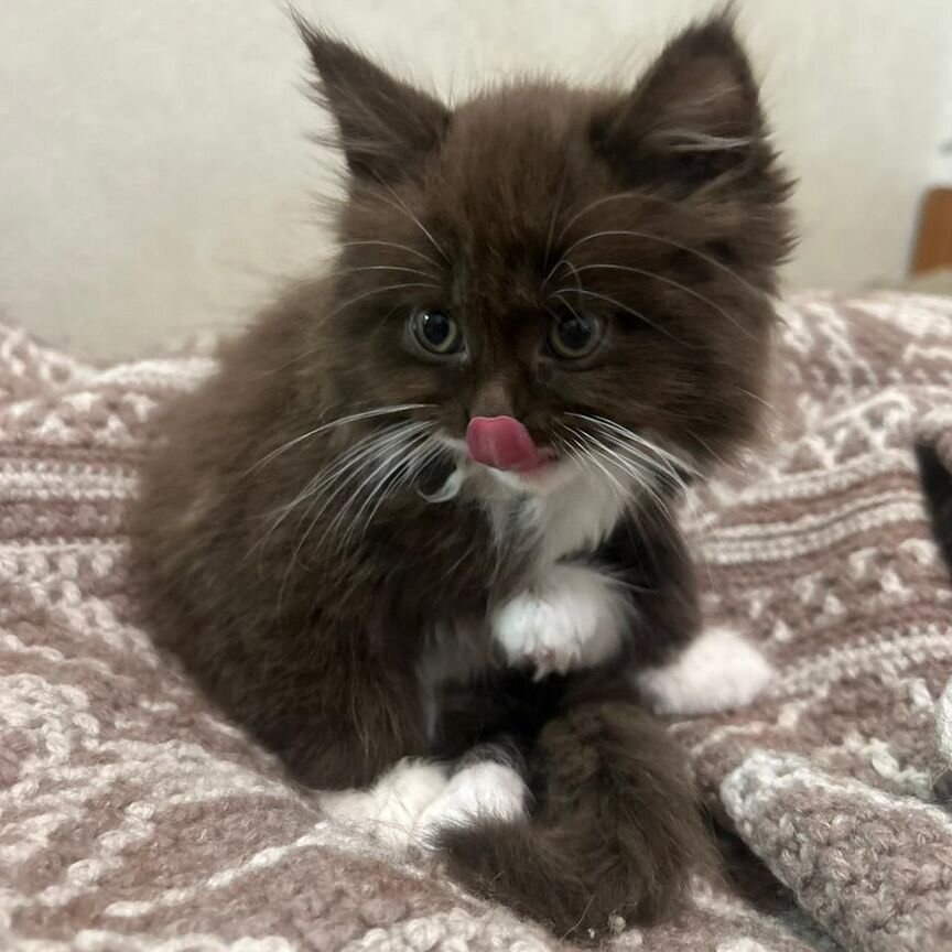 Сиамский котёнок