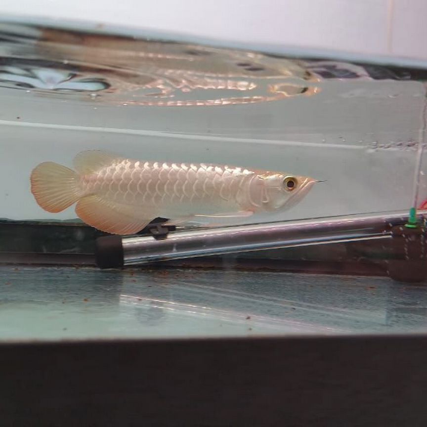 Азиатская Золотая Арована 24к