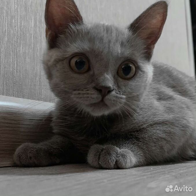 Котята в дар (осталась одна)