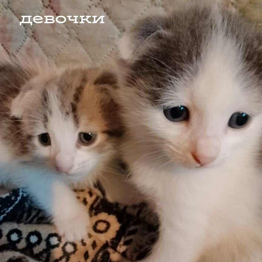 Котята в добрые руки бесплатно