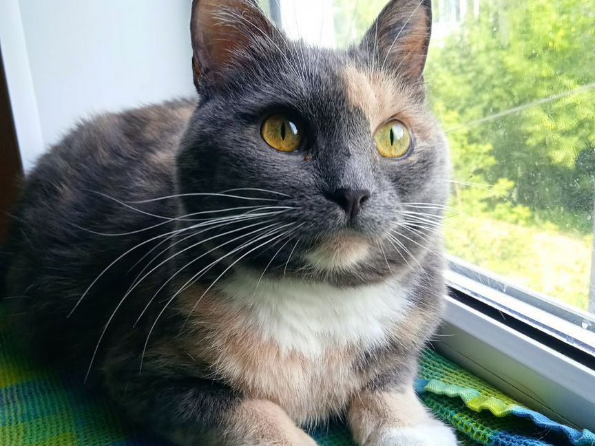 Лаура в добрые руки