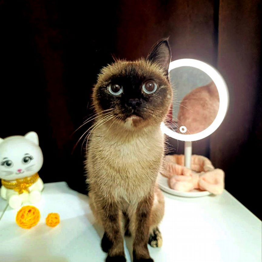 Сиамская кошечка в поисках дома