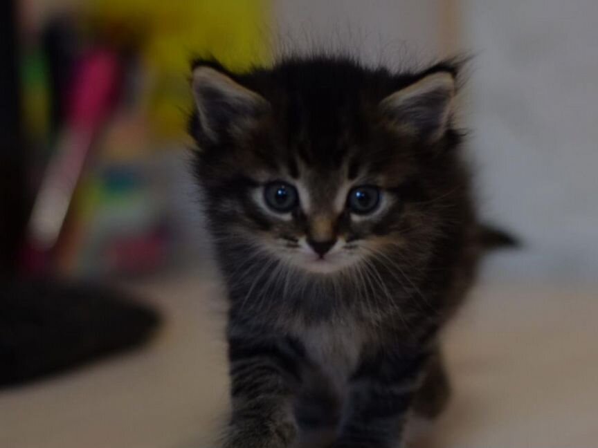 Котятки сибирские/норвежские