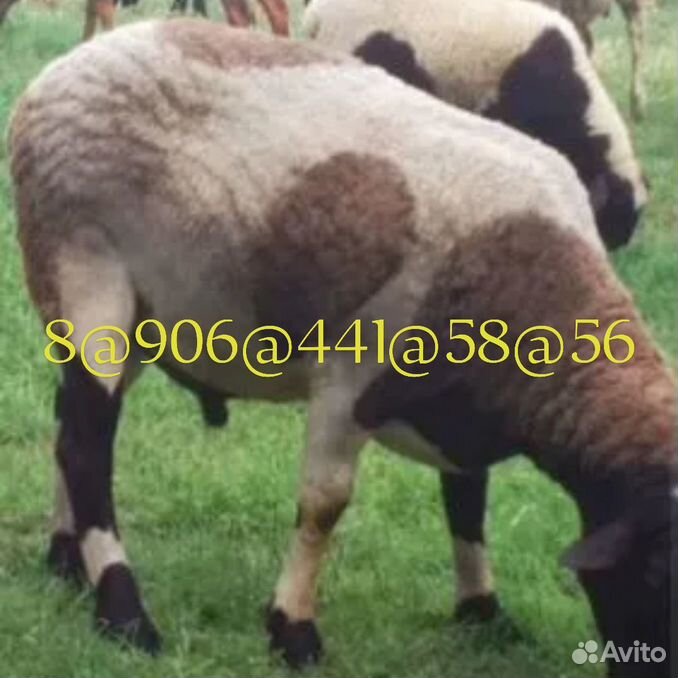 Баран производитель порода дорпер+тексель