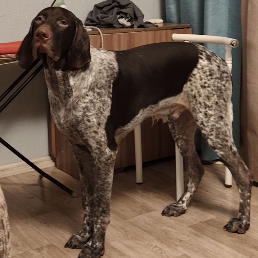 Курцхаар, щенок