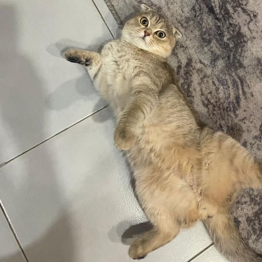 Отдам кота в добрые руки бесплатно