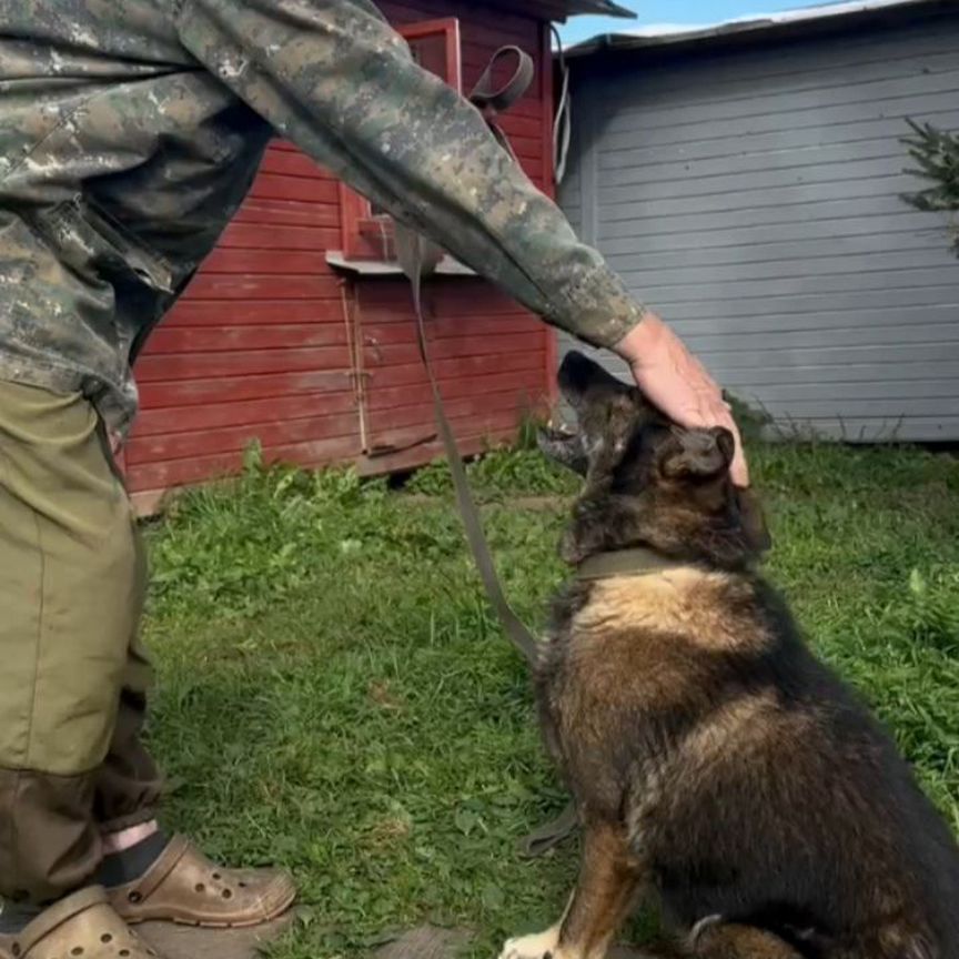 Собака в добрые руки будка вольер