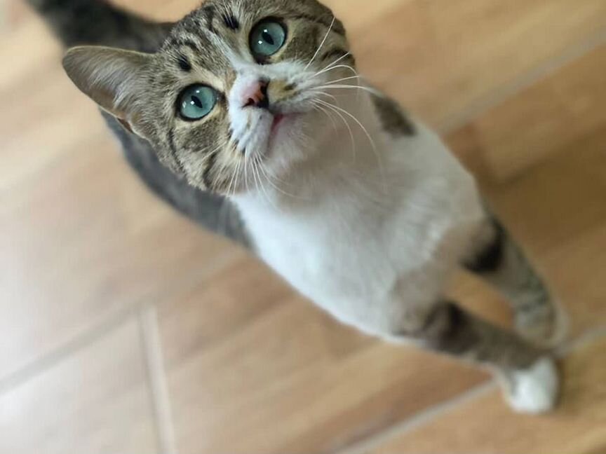 Кошка охотница в дар