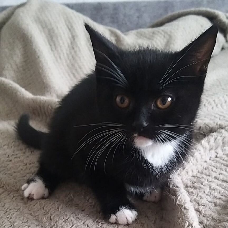 Котенок в добрые руки