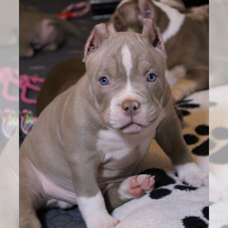 Американский булли, щенок