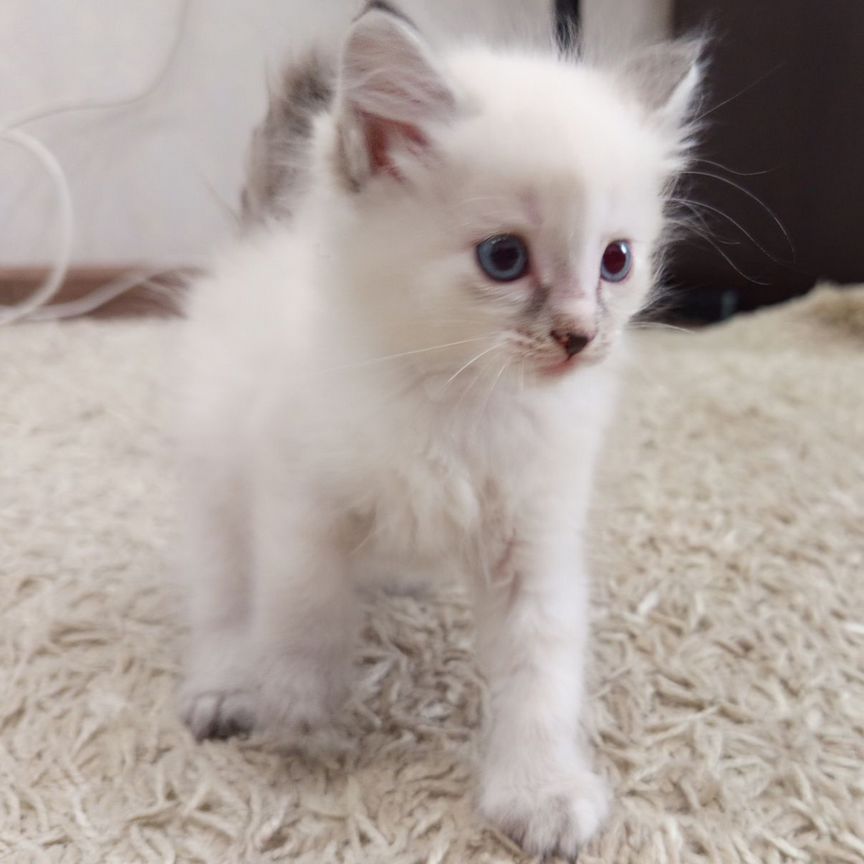 Котята в добрые руки бесплатно