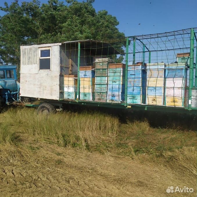 Продам пчел с ульями, прицеп и трактор