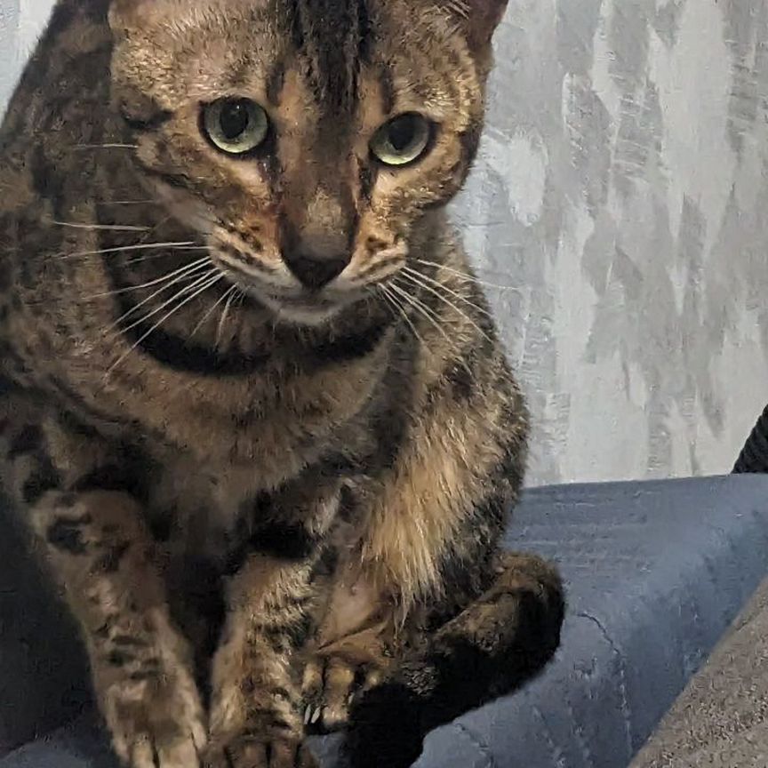 Бенгальская кошка в добрые руки