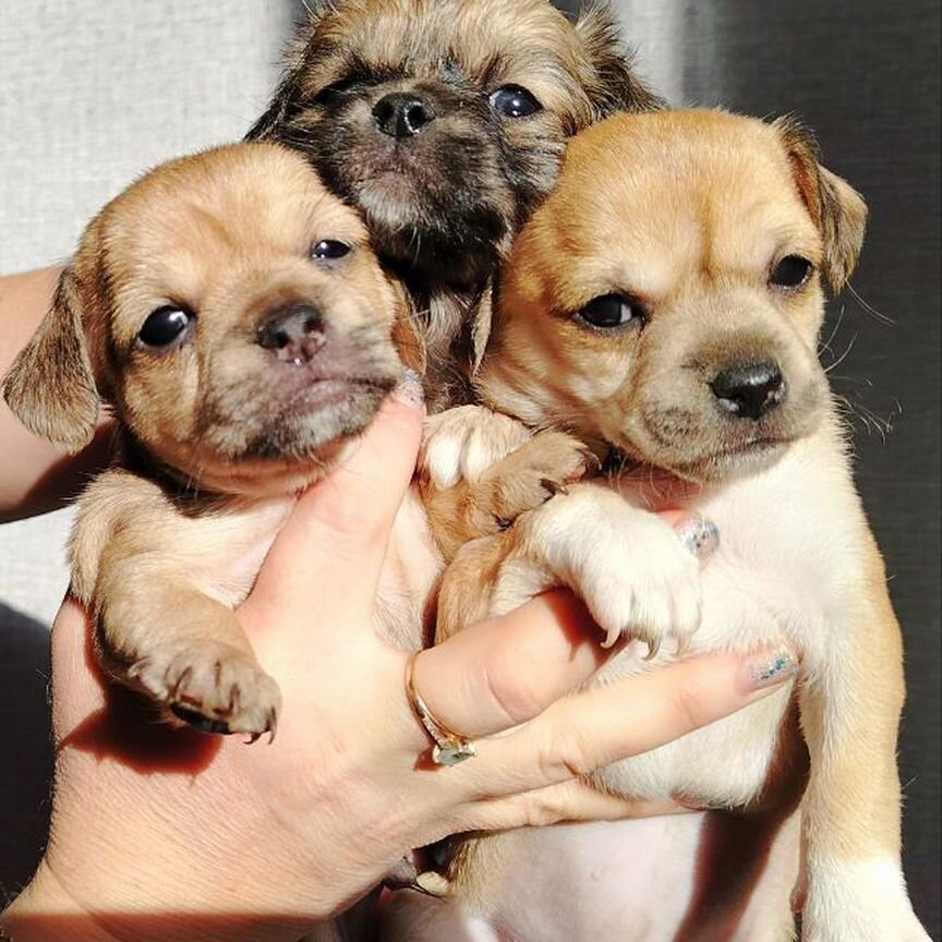 Щенки чихуахуа