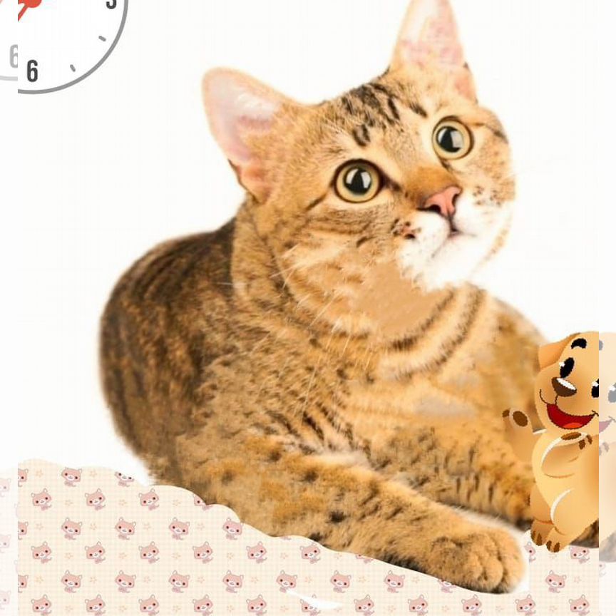 Игривая, ласковая кошечка 6 мес