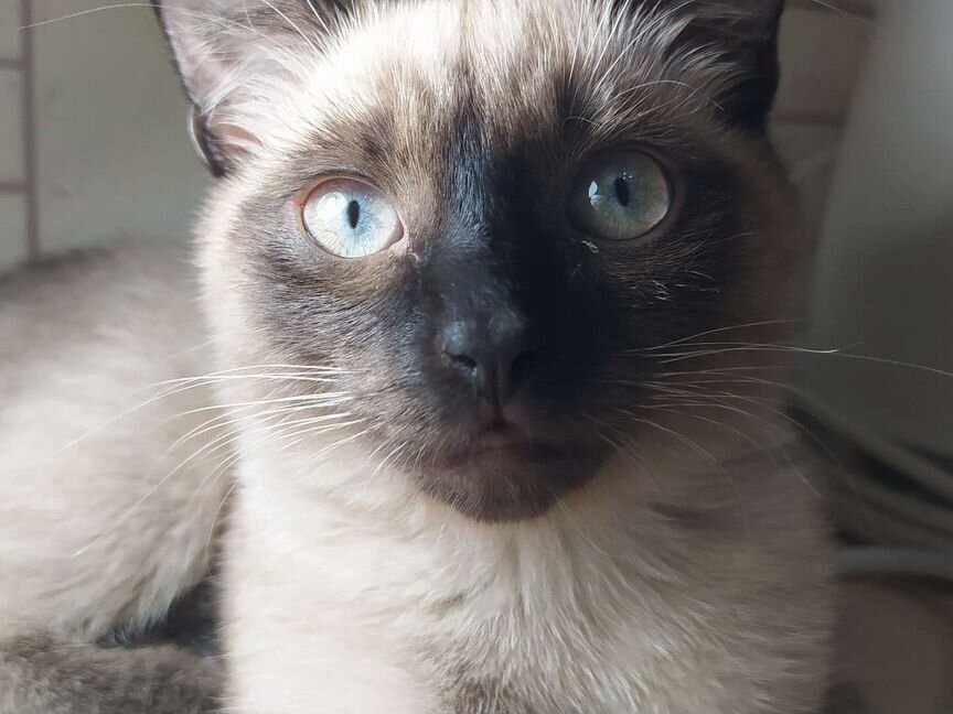 Котёнок мальчик 4 месяца