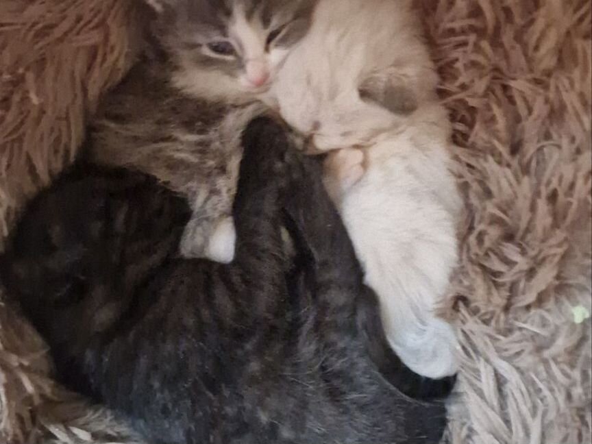Котята в добрые руки бесплатно